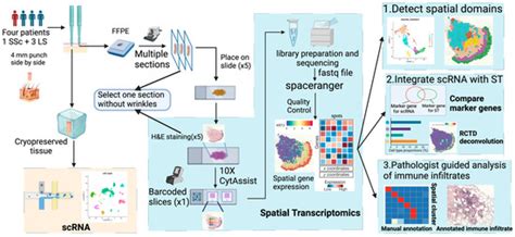 Spatial Transcriptomics Identifies Cellular And Molecular