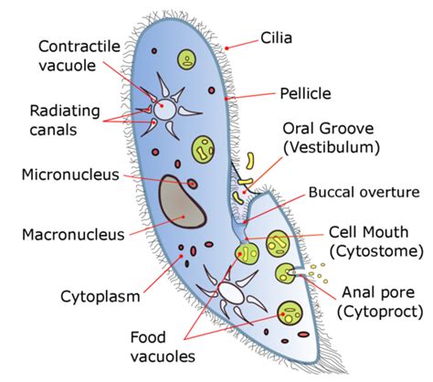 Ciliates Microscopy Habitats Characteristics And Reproduction Biology Drawing Protists