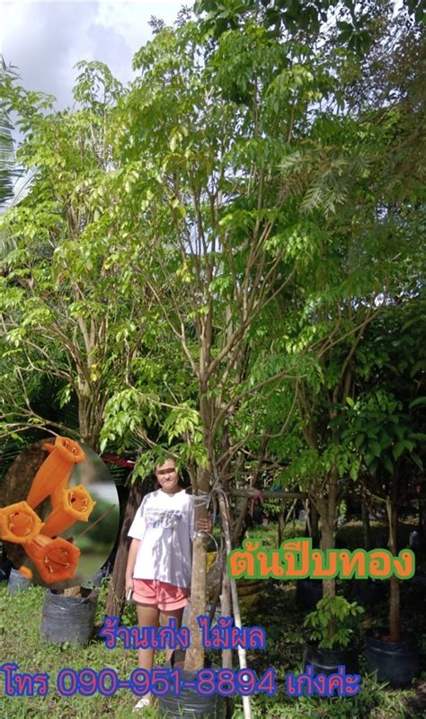 ต้นปีบทอง โดยเก่ง ไม้ผล ตลาดต้นไม้ดงบัง ปราจีนบุรี อเมืองปราจีนบุรี จ
