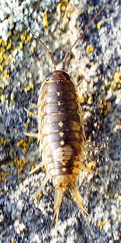 Western Sea Roach Vic High
