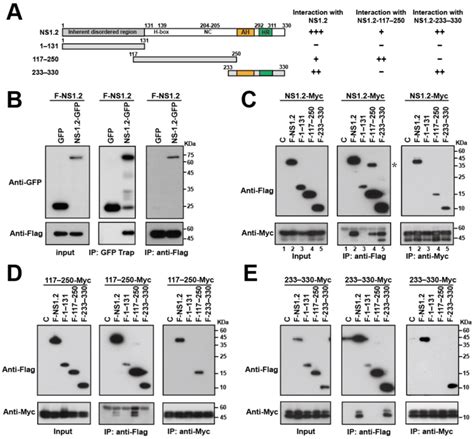 The Domain Involved In The Dimerizationoligomerization Of Ns12 A