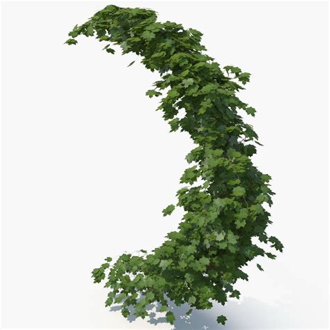 아이비 크레 센트 3d 모델 19 Fbx Ma Obj Max Unknown Free3d