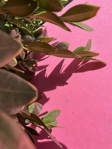 Complementary Colors Complementary Colors Garden Color