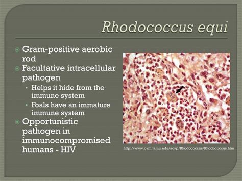 Ppt Rhodococcus Equi In Foals Powerpoint Presentation Id 4088757