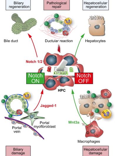 Epithelialstromal Interactions Behave As Critical Regulators Of Liver