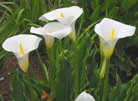 Cultivo Y Cuidados De Las Calas O Zantedeschia Aethiopica Artofit