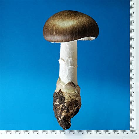 コテングタケモドキ Amanita pseudoporphyria