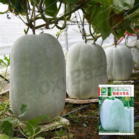 คละ สวนครัว ปลูก （รับประกันหลังการขายงอก100 ）เมล็ดฟัก หอม ยักษ์ 50เมล็ด เมล็ดฟักยักษ์ไต้ อินทรี