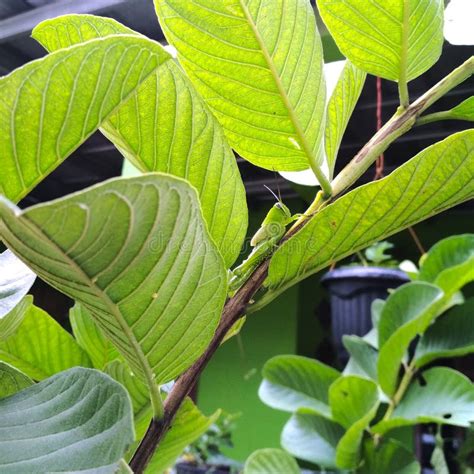 Grasshopper On Guava Tree Branch Stock Image Image Of Animal