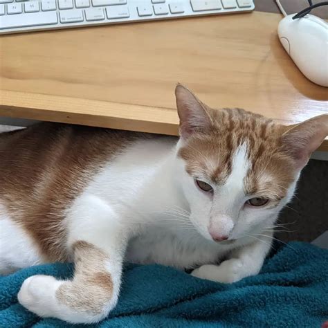beyond devastated to share that today we said goodbye to jack our very