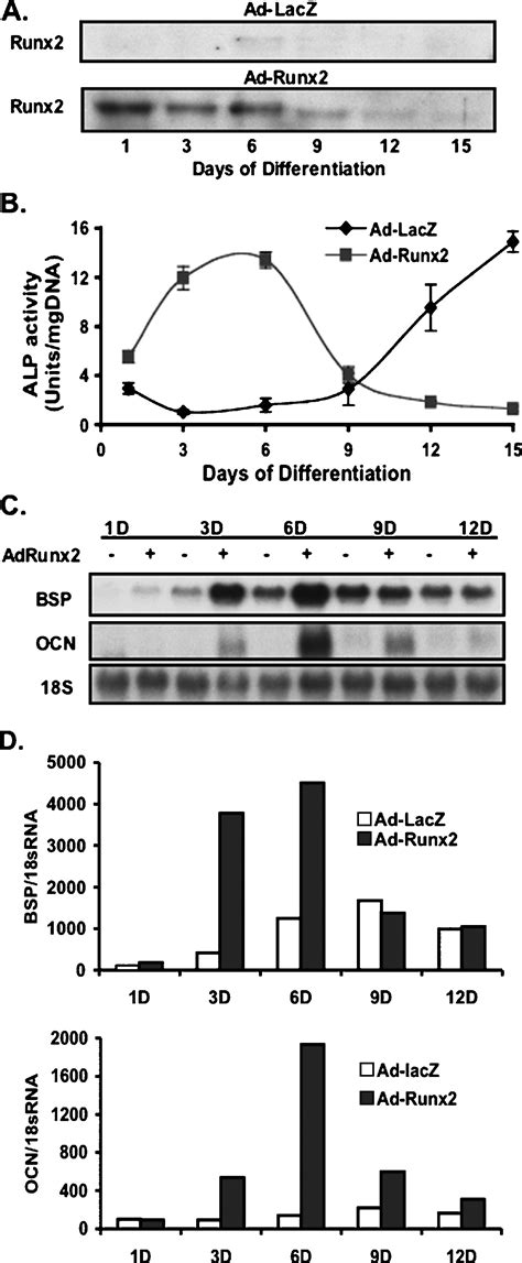 Gene Transfer Of The Runx2 Transcription Factor Enhances Osteogenic