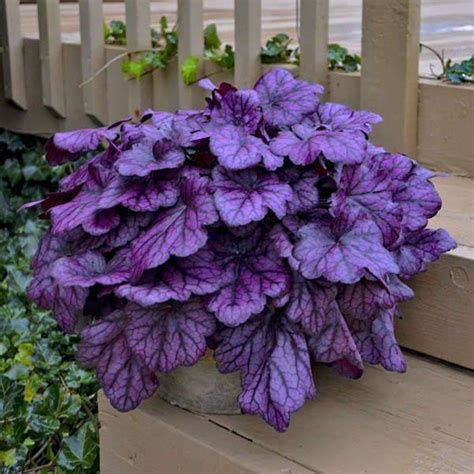 13 Left Plant Bed Ideas Plants Tuberous Begonia Planting Flowers