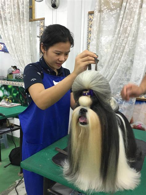 宠物美容师资格考前培训