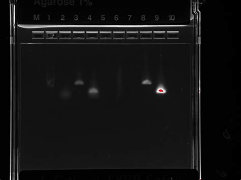Solved 4 What Is The Purpose Of The Gmo Positive Control