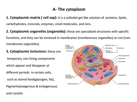 Cellular Structurepdf