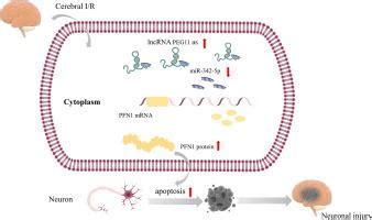 Lncrna Peg As Mir P Pfn Life Sciences X Mol