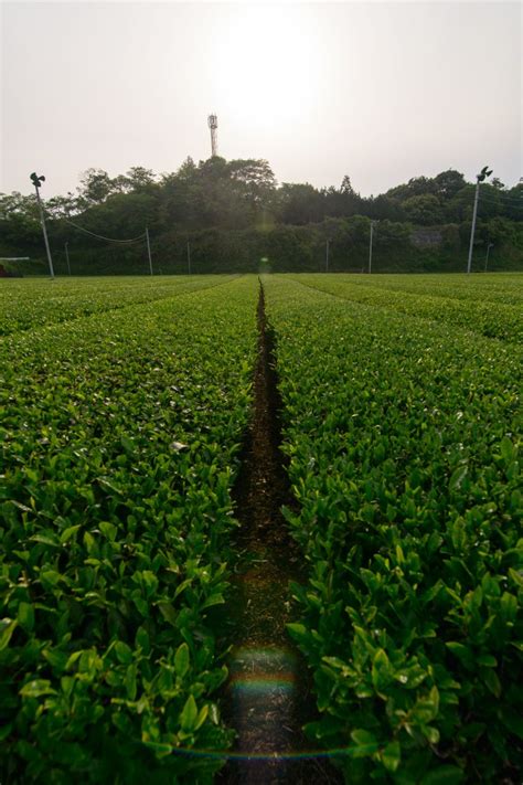 茶道 GANREF