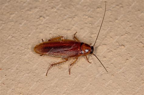 Premium Photo Adult Wood Cockroach