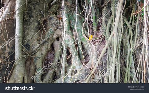 Tree Roots Spread Out River Waters Images Stock Photos Vectors Shutterstock