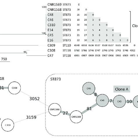 Whole Genome Typing Of Enterobacter Cloacae Complex Isolates From Download Scientific Diagram