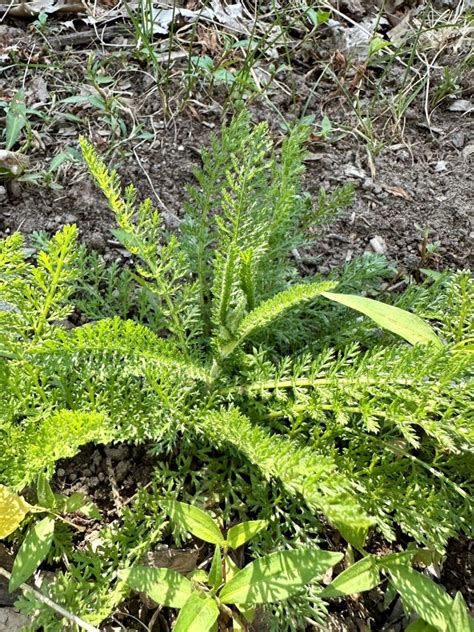 How To Grow Yarrow From Seed Heirloom Grown