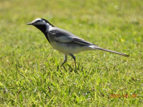 タイワンハクセキレイ 2023 04 10 日本の野鳥識別図鑑