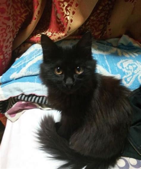 猪来穷狗来富猫来盖白布什么意思 生活经验 生活小常识大全