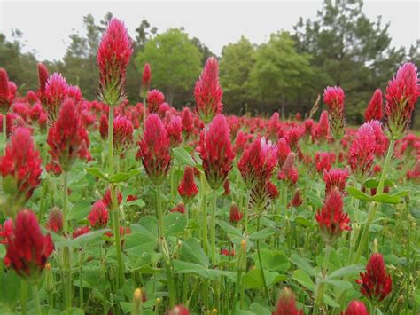 Crimson Clover Information Learn How To Grow Crimson Clover In The
