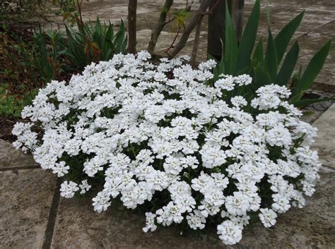 Iberis sempervirens