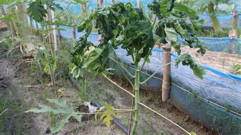 শাহী পেঁপের অবর্তমান অবস্থা। আধুনিক কৃষি ফার্ম।রুবেল মিয়া। Youtube