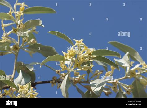 Silverberry Stock Photo - Alamy