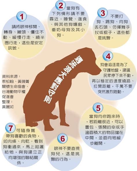 成大流浪動物志工校園宣導 人與浪犬如何安全互動？