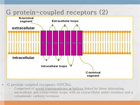 Ppt Homology Modeling Of G Protein Coupled Receptors Powerpoint