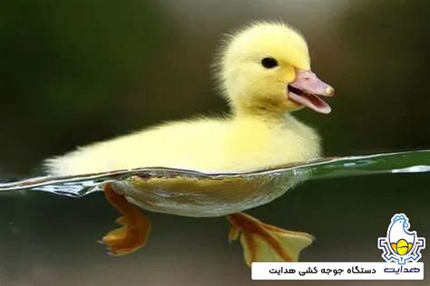 نحوه تعیین جنسیت اردک‌ ها گروه صنعت طیور هدایت
