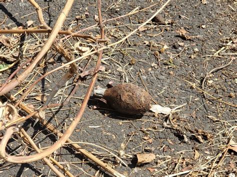 They Found A Fragmentation Grenade In The Streets Of The Alvaro Obregón Mayors Office Infobae