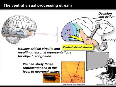 Free Video How Does The Brain Solve Visual Object Recognition 2012