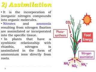 Nitrogen Cycle Pptx