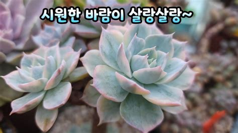 시원한 바람이 살랑살랑~섭세시리스금 연지곤지 메비나 비욘세무지개금 펄본베르크금 눈맞춤합니다 Youtube