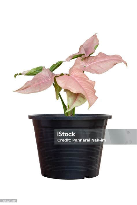 Syngonium 하이브리드 Syngonium 핑크 스팟 또는 애로우 헤드는 흰색 배경에 고립 된 정원에서 검은 색 플라스틱 냄비에 성장클리핑 경로를 포함하고 있습니다 0