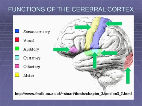 Sensorycortex 千图网