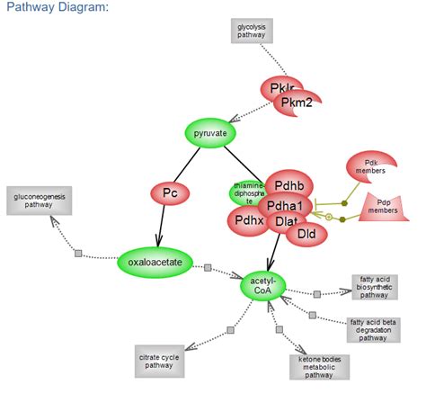 chapter 22 unit 5 pathways for pyruvate
