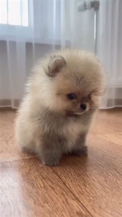 Pomeranian Pomeranianlover52 • Instagram Photos And Videos