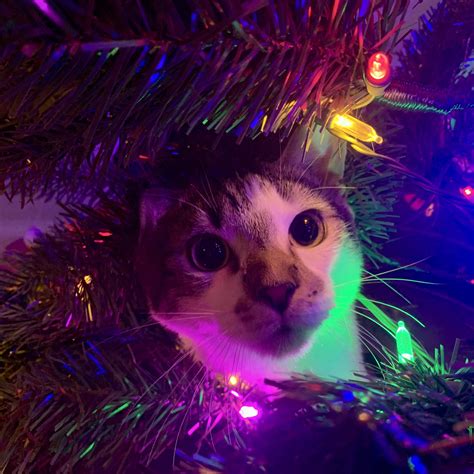 truffle implementing a surprisingly violence free inspection of the