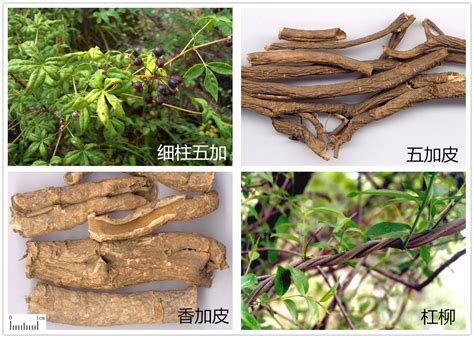 五加参——刺五加博物馆