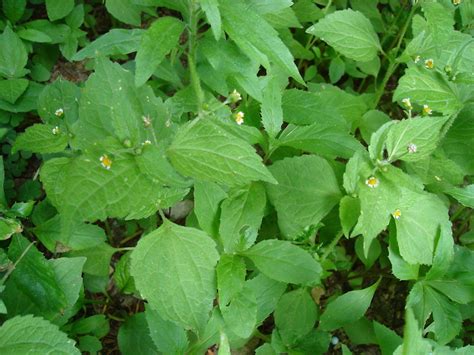 털별꽃아재비털쓰레기꽃 하얀 작은 꽃 망초 비슷 잎사귀는 크다