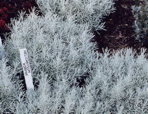 Helichrysum Apiculatum Labill Genesis Plant Marketing Ltd