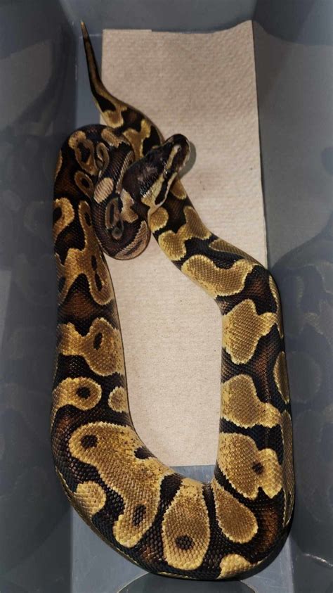 Yellow Bellied Enchi Asphalt Ball Python Aj Aquatics Inc