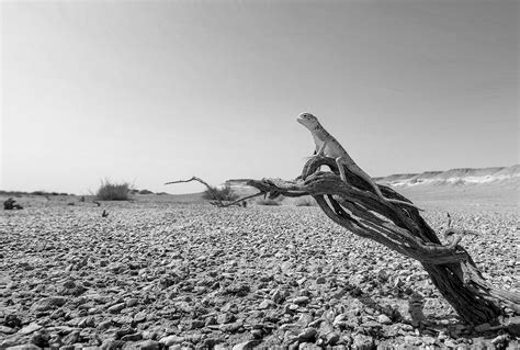 Nature Vishnu Gopal Photographer