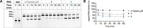 Susceptibility To Degradation Of Capped Rnas By Hdcp1 Dcp2 Complex A Download Scientific