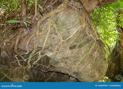 Huge Boulder Overgrown With Tropical Tree Roots Pine Tree Roots On Stone Stock Image Image Of